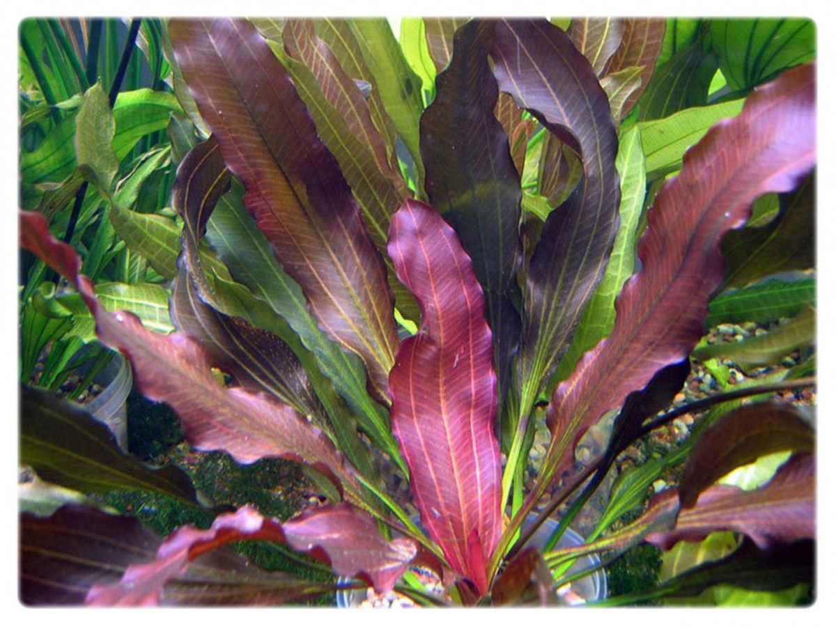 Echinodorus Rubin (Żabienica) koszyk Sklep Akwarystyczny.EU